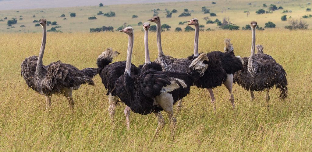 Pian Upe Wildlife Reserve Safari Uganda