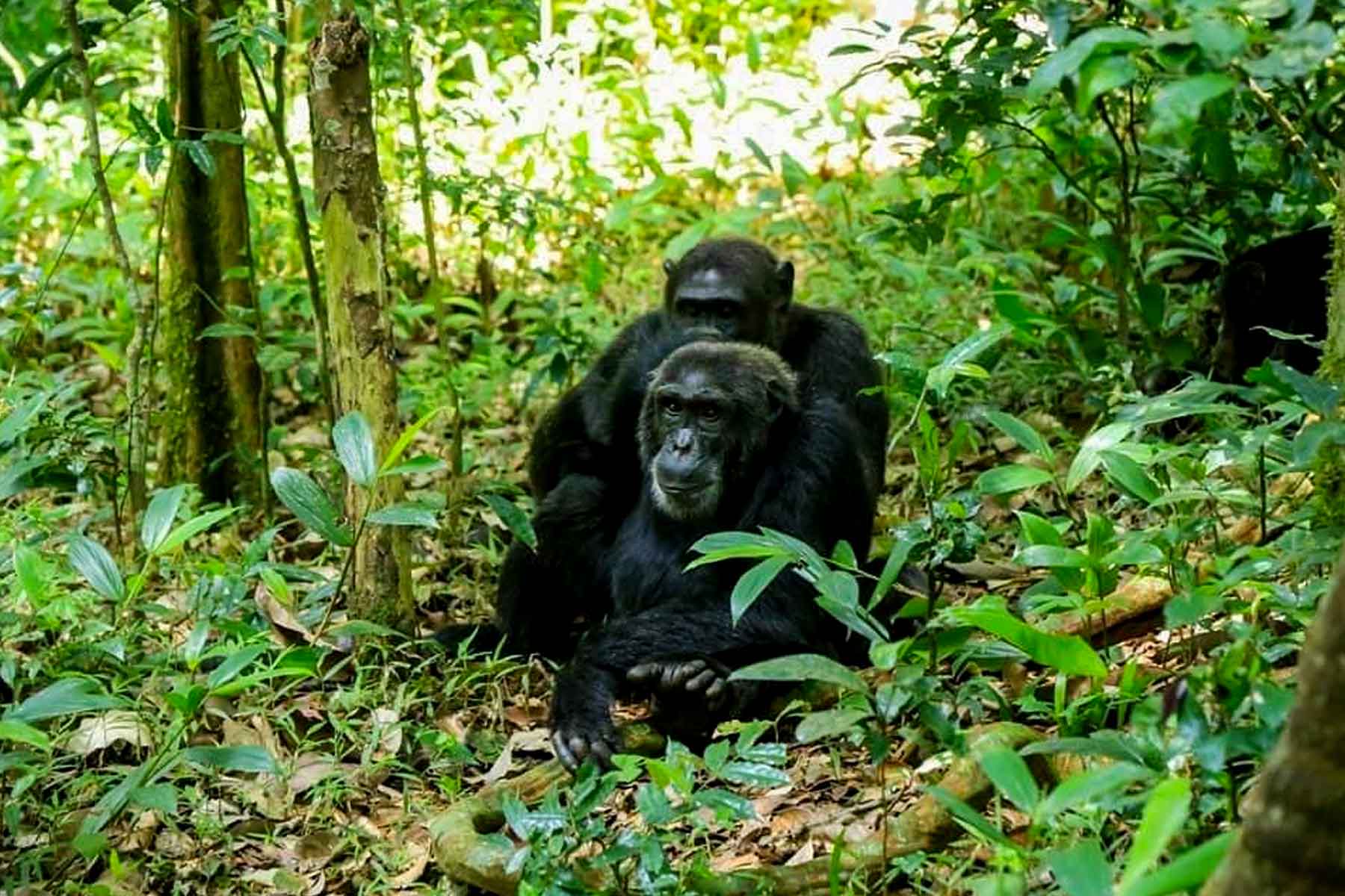 Budongo Forest Uganda, Chimps, Birding and Trails